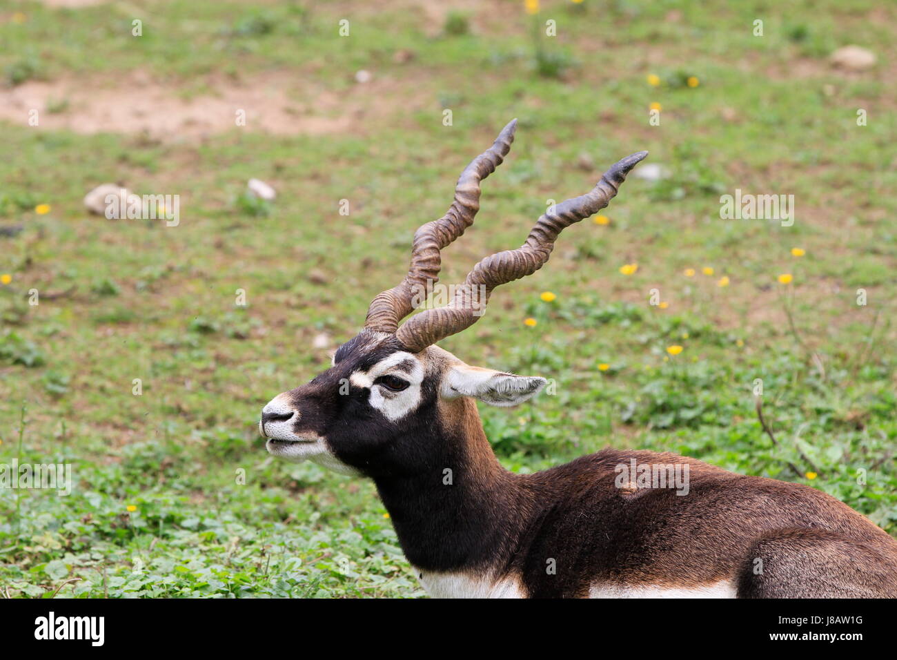 blackbuck in close Stock Photo - Alamy