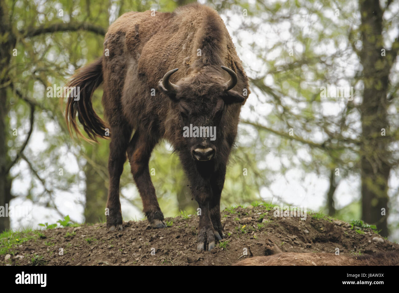 European Bison Wisent (Bison bonasus Stock Photo - Alamy