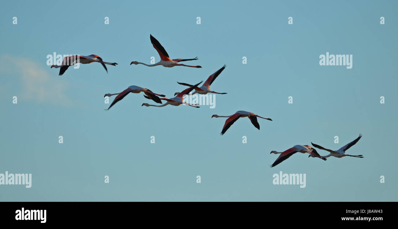 8 flamingos climb Stock Photo - Alamy