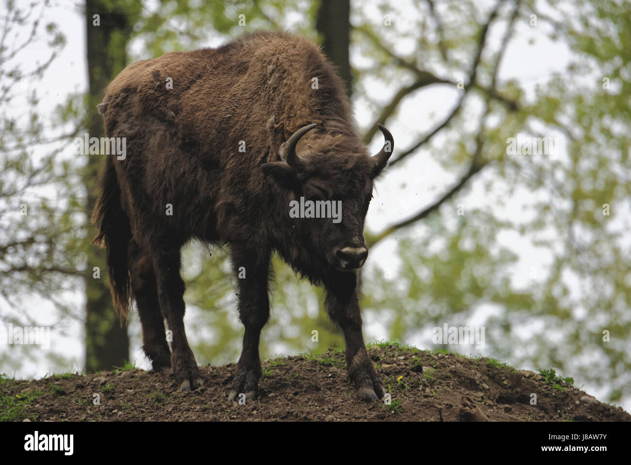 European Bison Wisent (Bison bonasus Stock Photo - Alamy