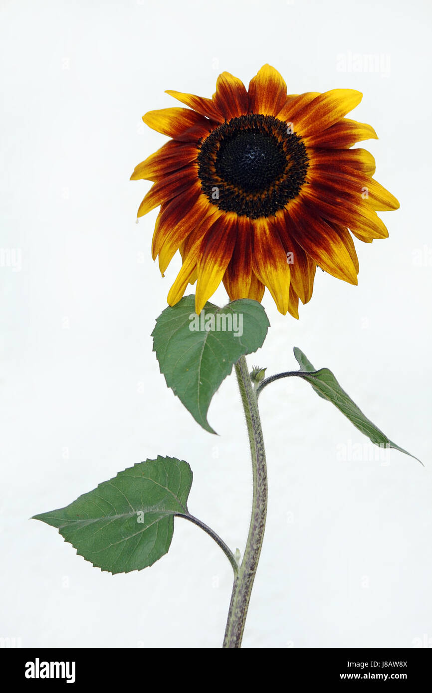 Thick stem of sunflower hi-res stock photography and images - Alamy