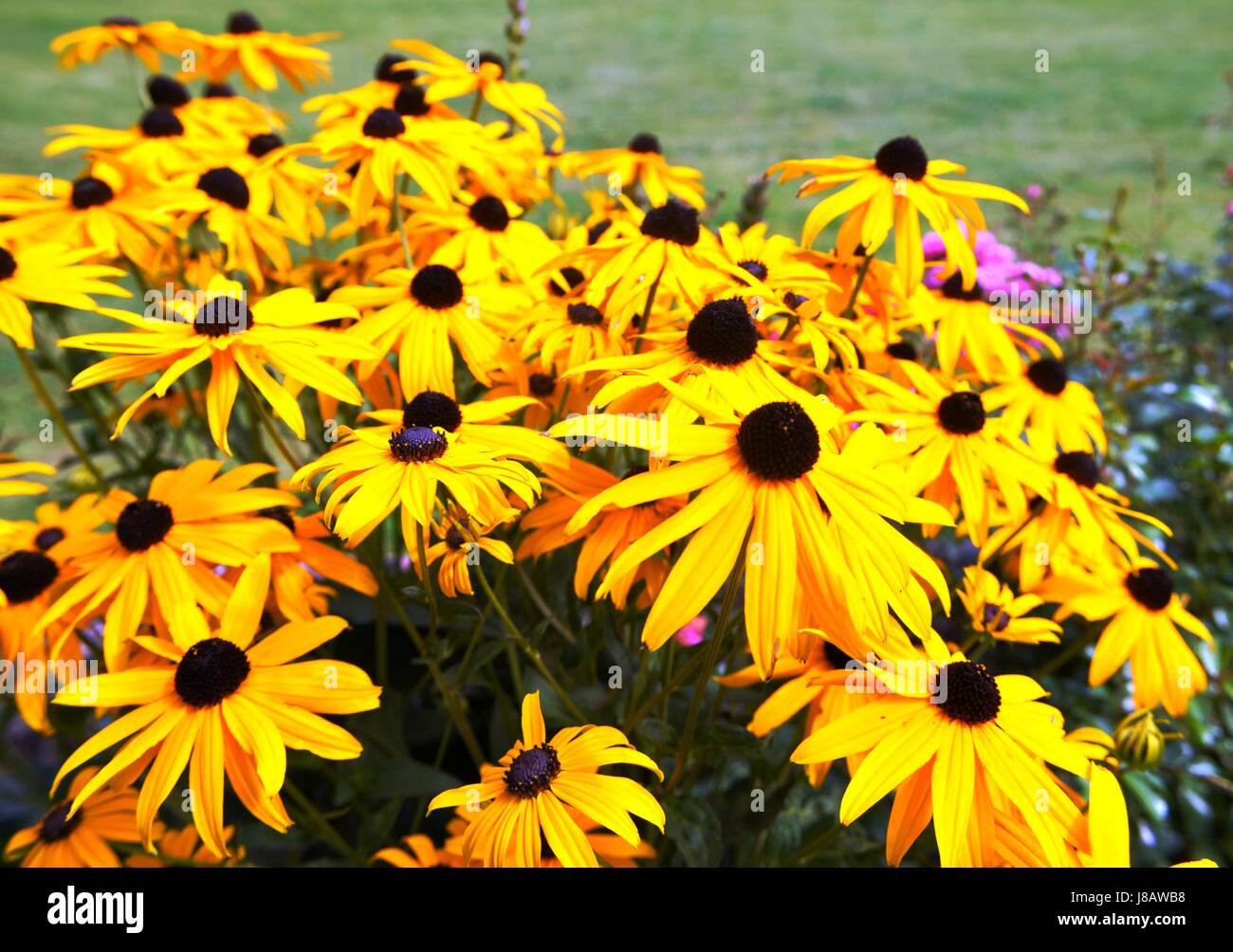 flowers in full bloom Stock Photo - Alamy