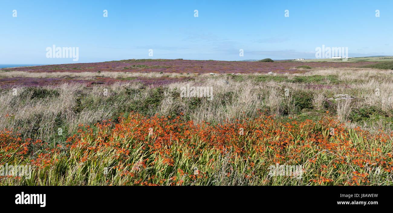 environment, enviroment, flower, flowers, plant, overview, landscape ...