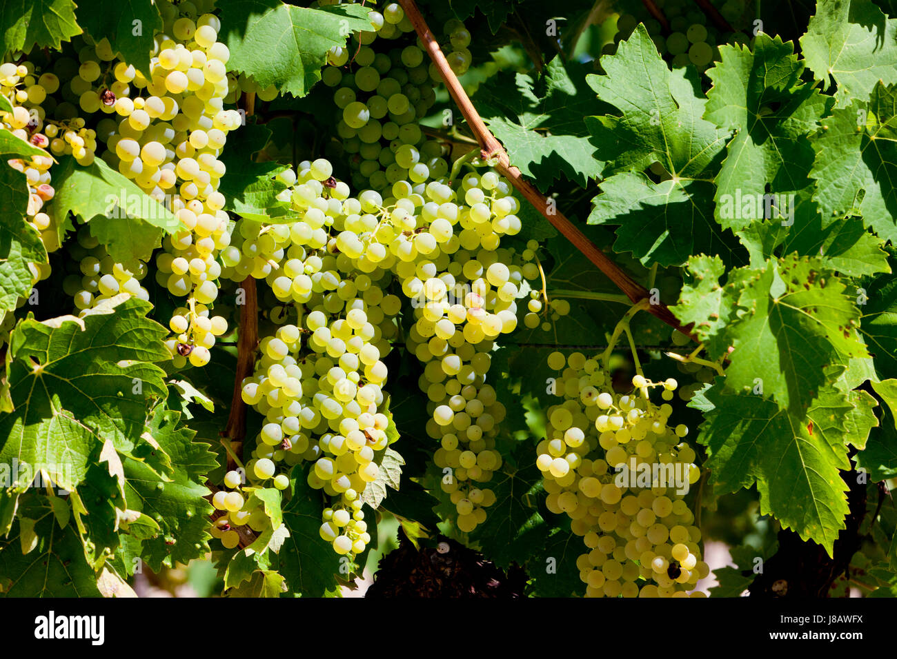 grapes, bunches of grapes, leaf, agriculture, farming, flora, europe ...