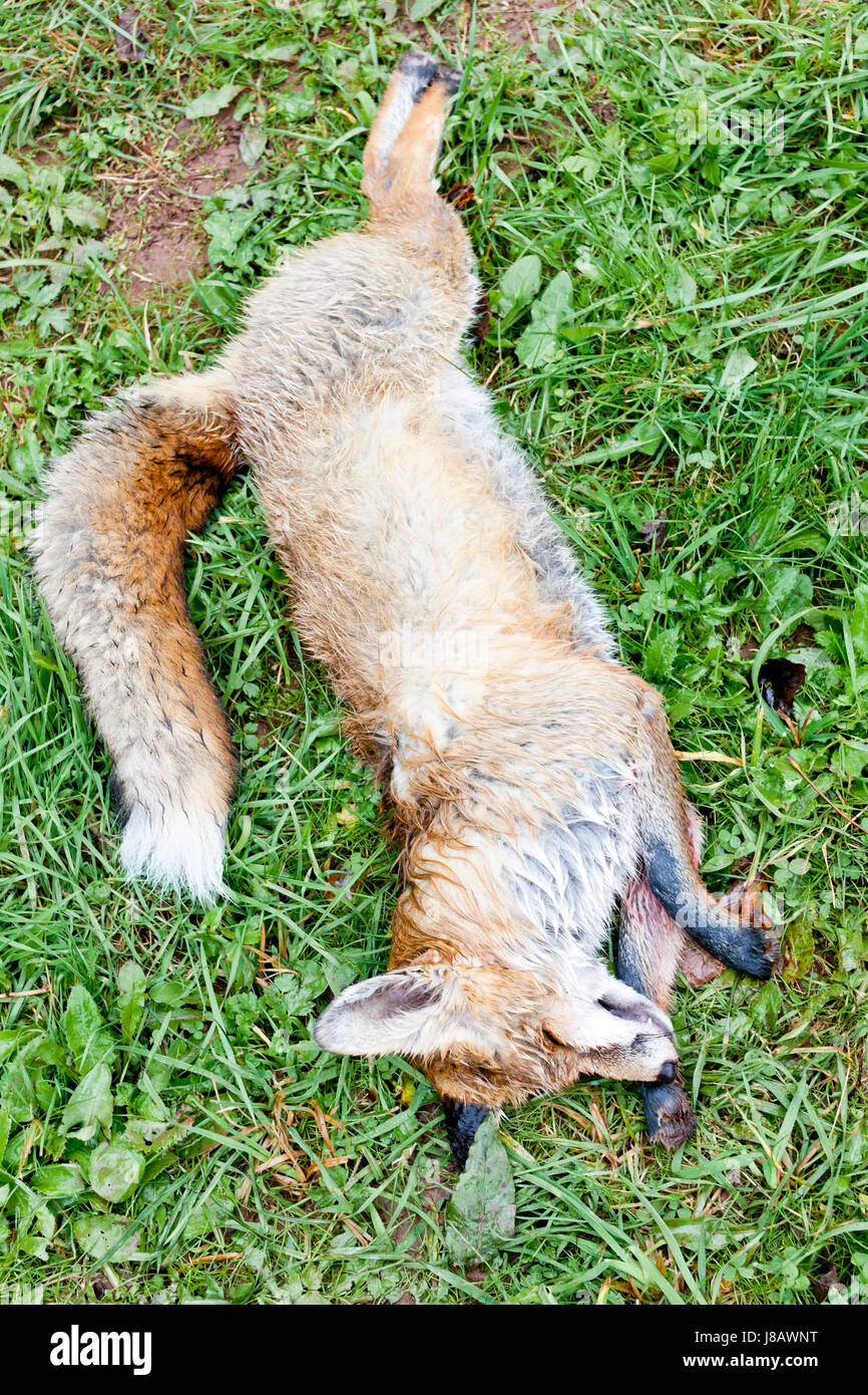 hunting, chase, death, animal, mammal, fauna, wild, hunt, outside ...