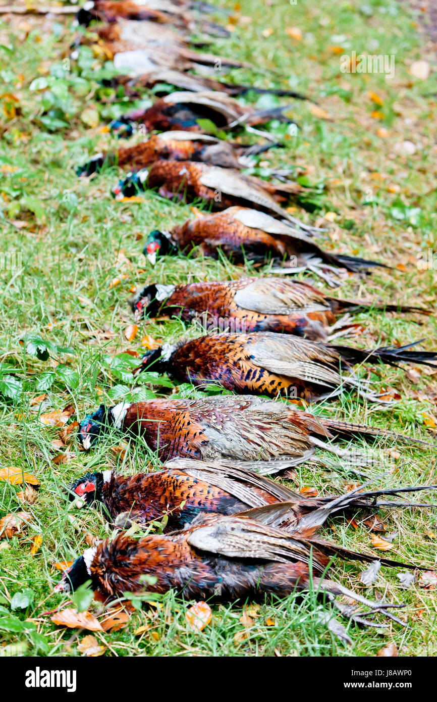 hunting, chase, still life, death, animal, fauna, wild, hunt, outside ...