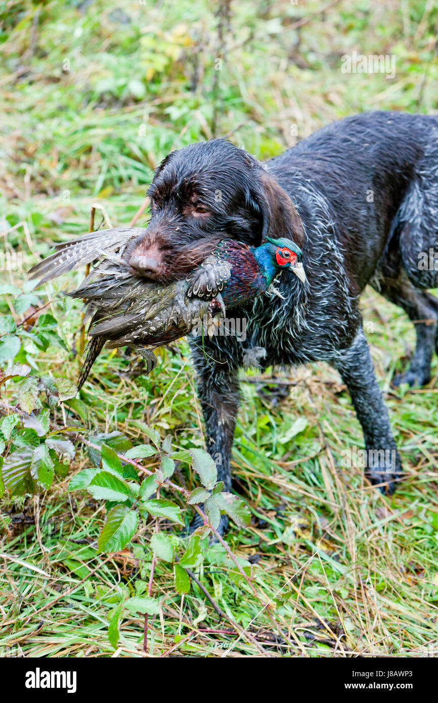 hunting, chase, animal, pet, mammal, fauna, hunter, dog, hunt, outside ...