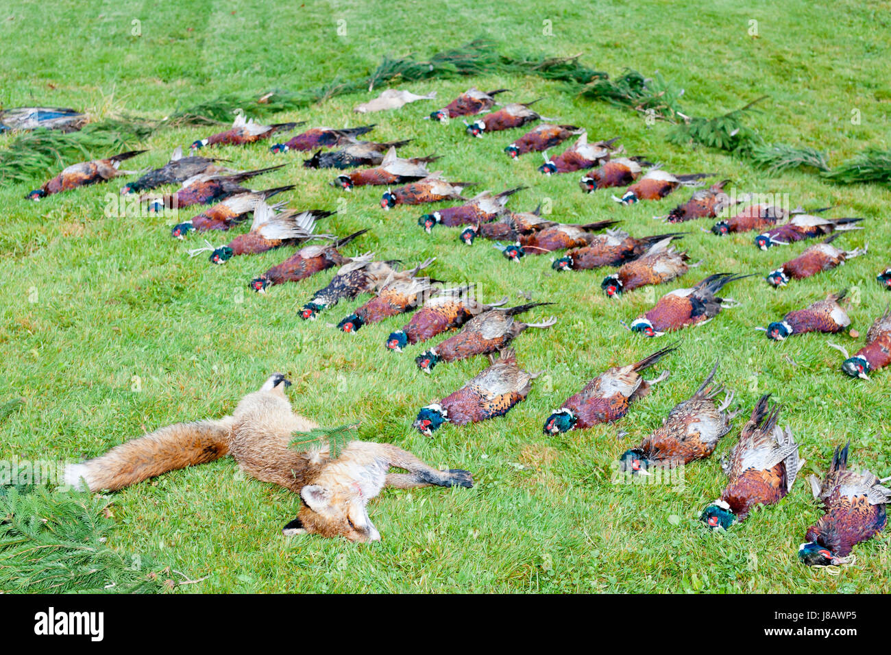hunting, chase, still life, death, animal, bird, fauna, wild, hunt ...