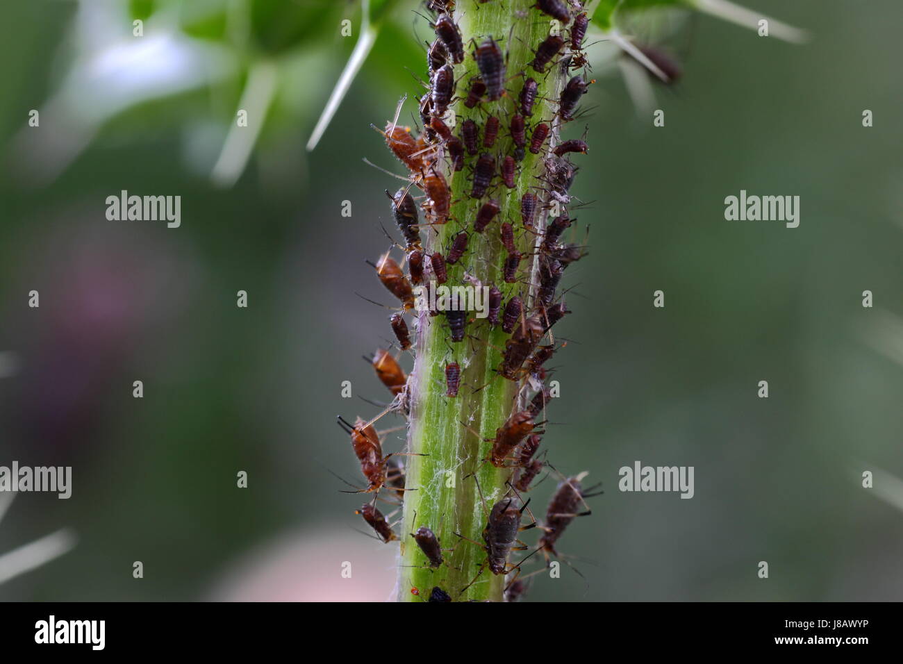Aphids macro crawling hi-res stock photography and images - Alamy