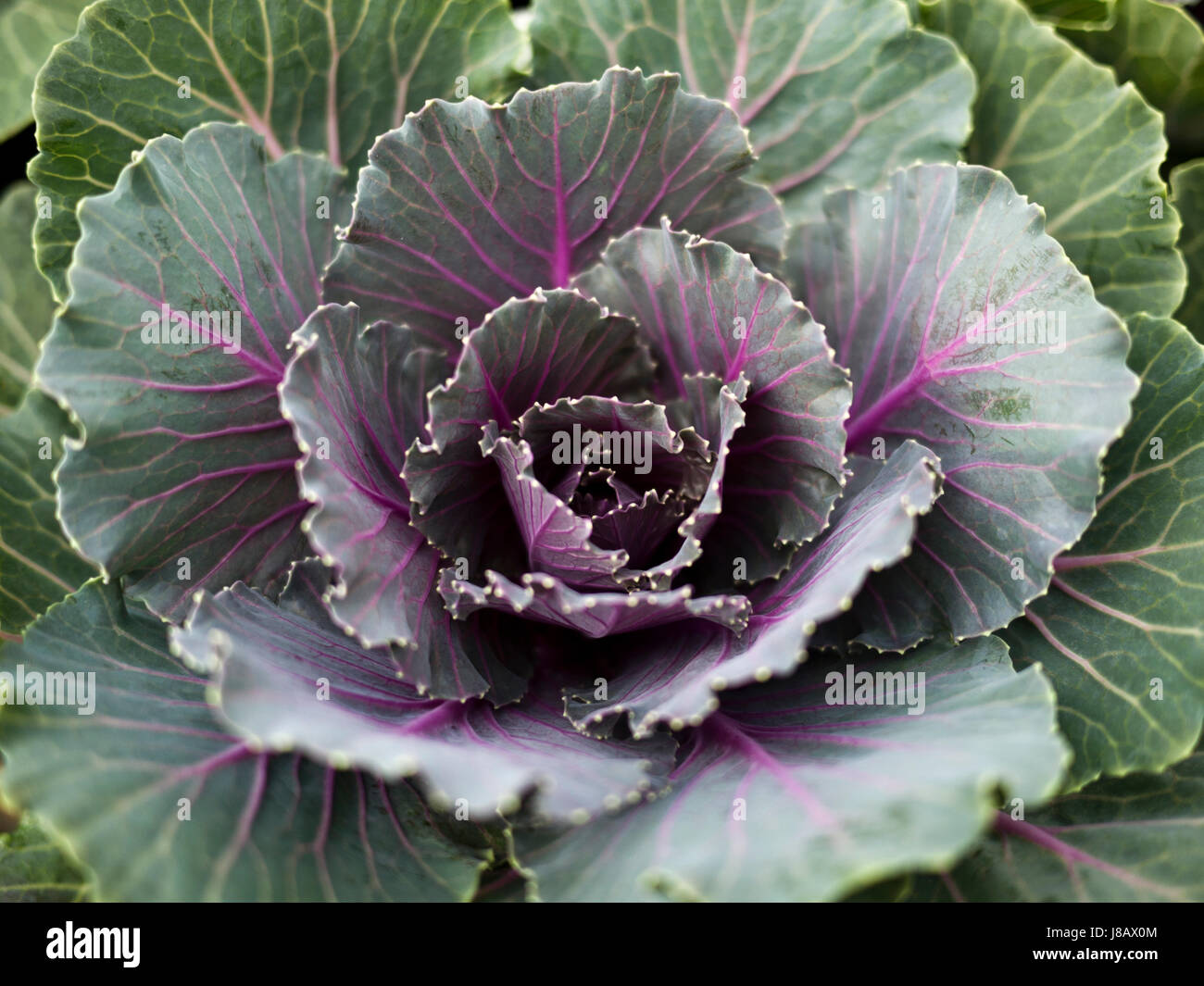 ornamental cabbage smooth Stock Photo - Alamy