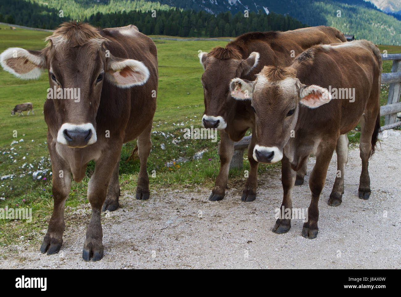 the three of the alm Stock Photo - Alamy