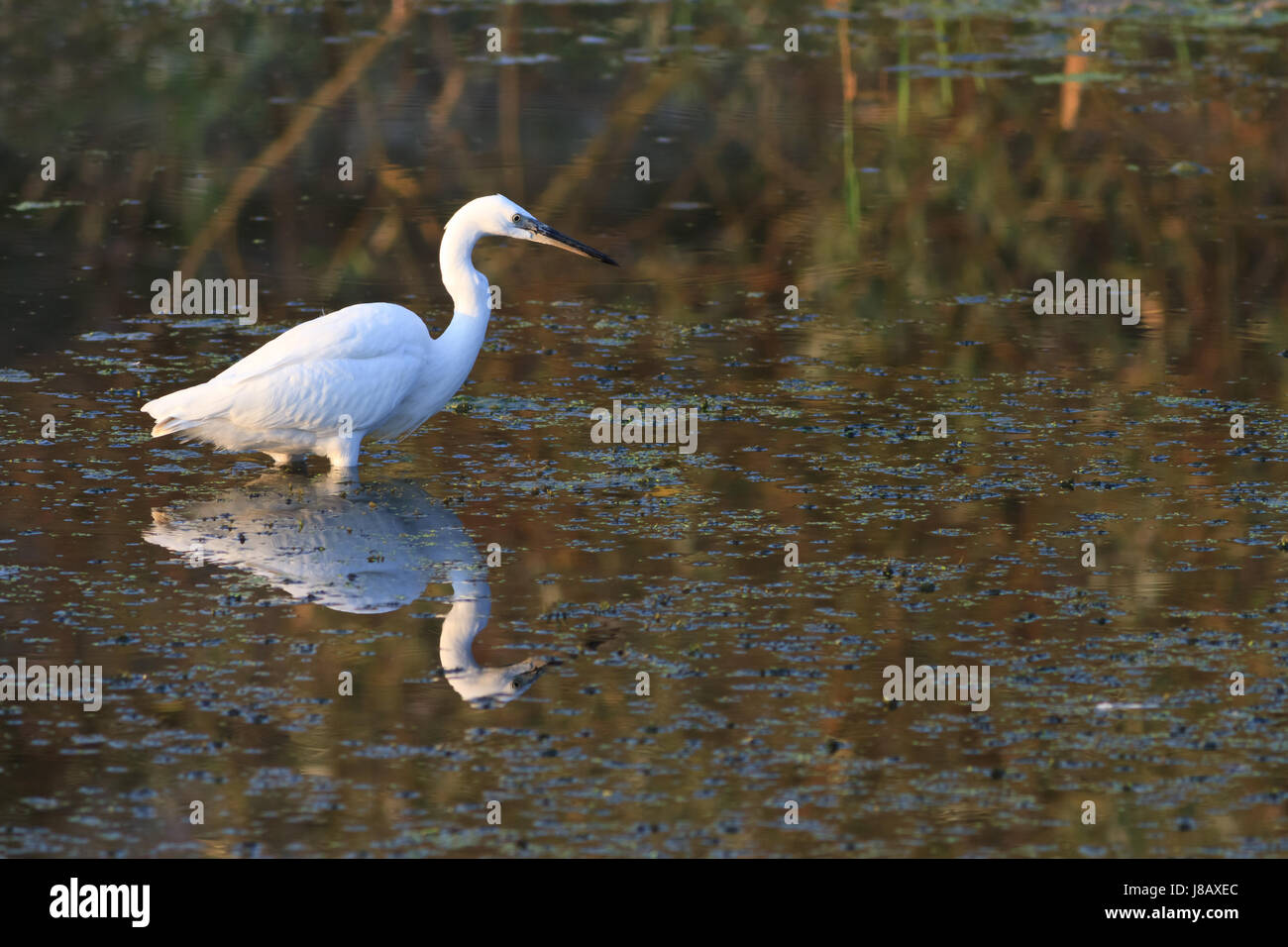 animal, bird, wild, reflection, small, tiny, little, short, beak ...