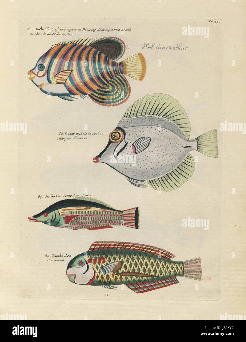 Images from the First Colour Publication on Fish (1754 Stock Photo - Alamy