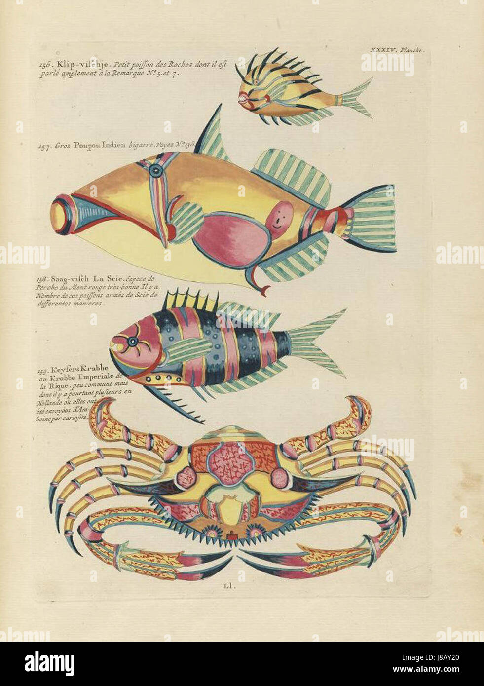 Images from the First Colour Publication on Fish (1754 Stock Photo - Alamy