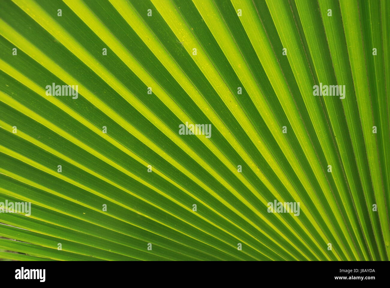 leaf of a fan palm,detail,tropical greenery Stock Photo - Alamy