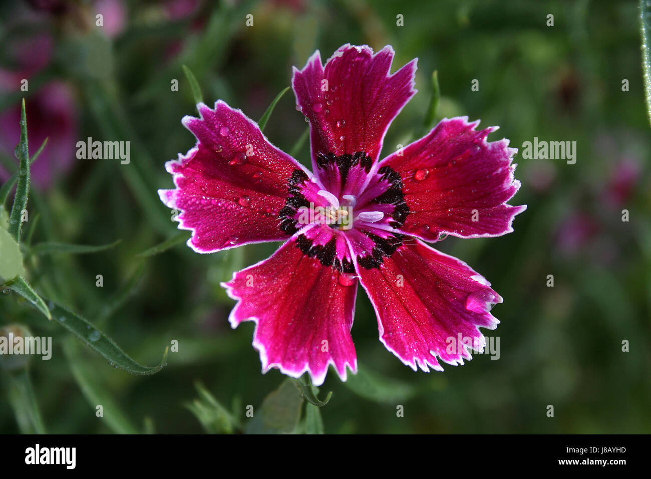 shine, shines, bright, lucent, light, serene, luminous, flower, plant ...