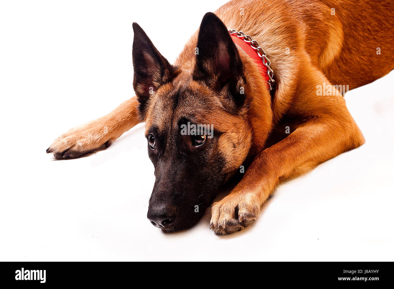 malinois in front of a white background Stock Photo - Alamy