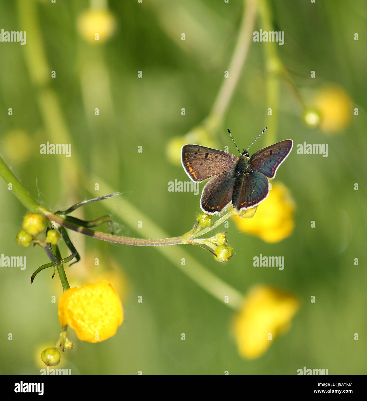 dark brown bluebird Stock Photo - Alamy