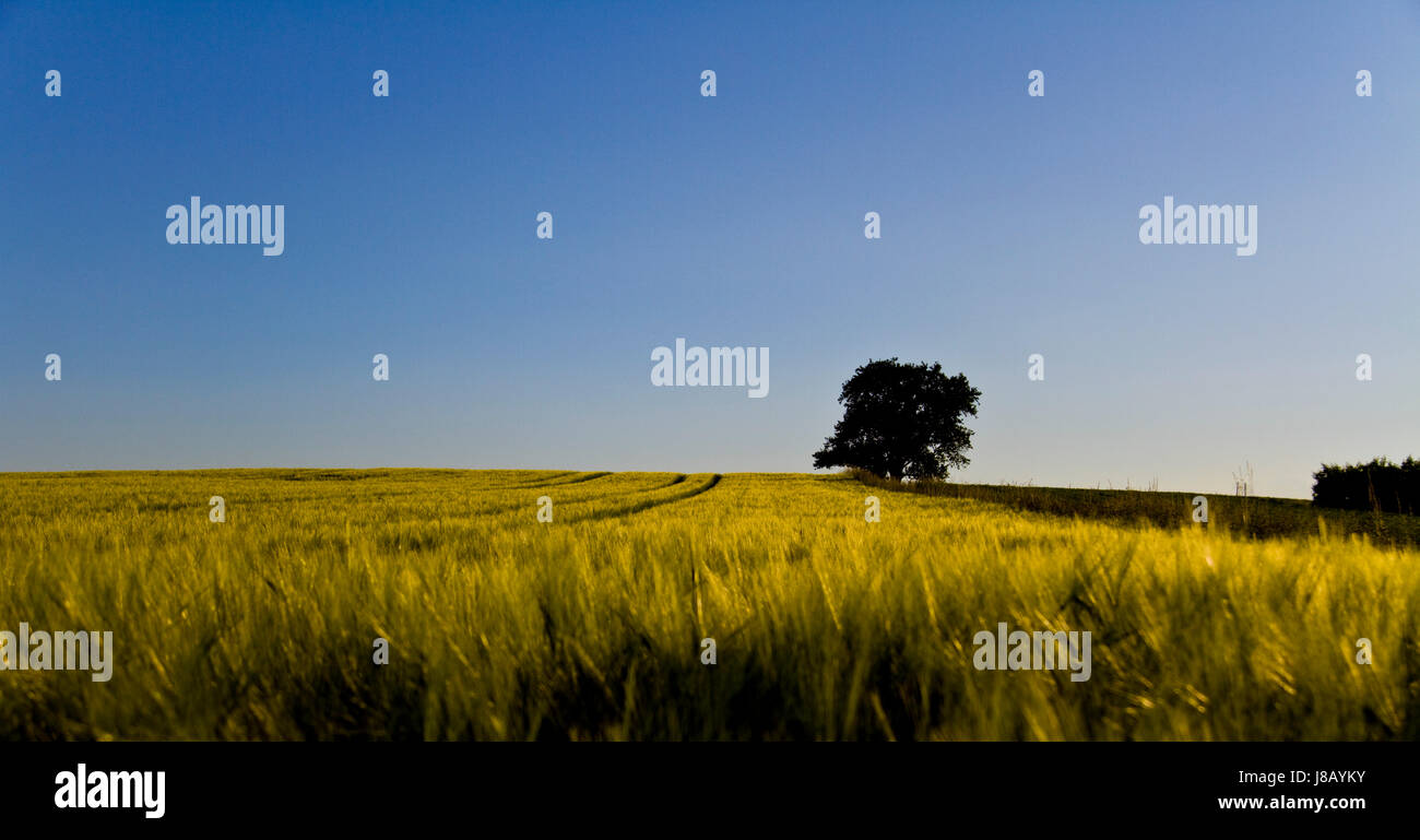 single tree and grainfield Stock Photo - Alamy