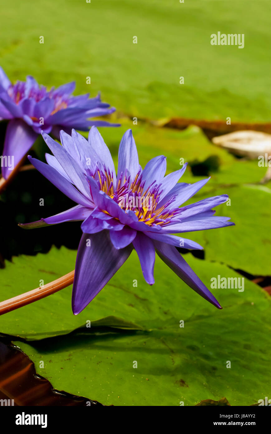 beautiful, beauteously, nice, leaf, environment, enviroment, art ...