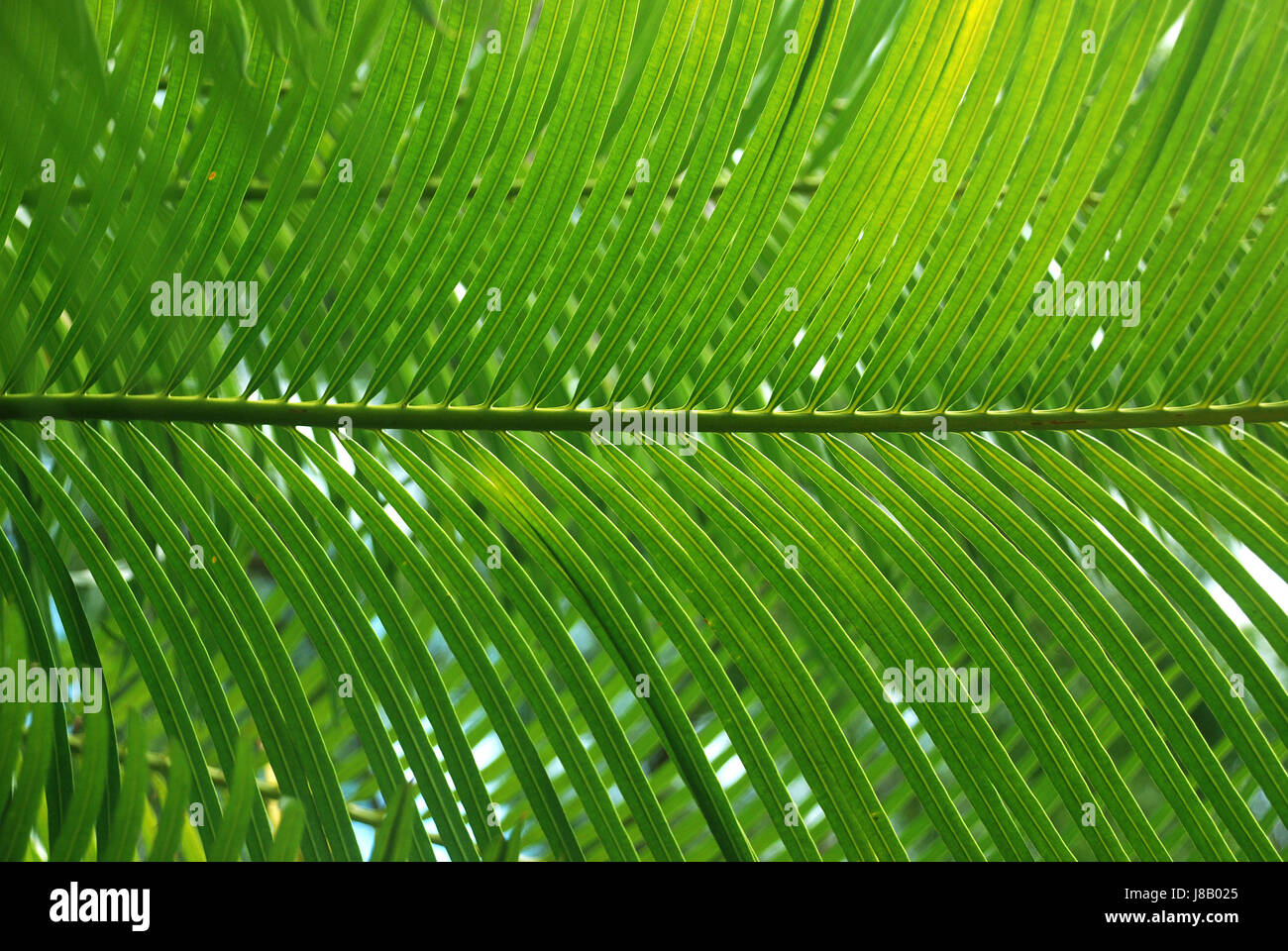 palm leaf detail,tropical greenery Stock Photo - Alamy