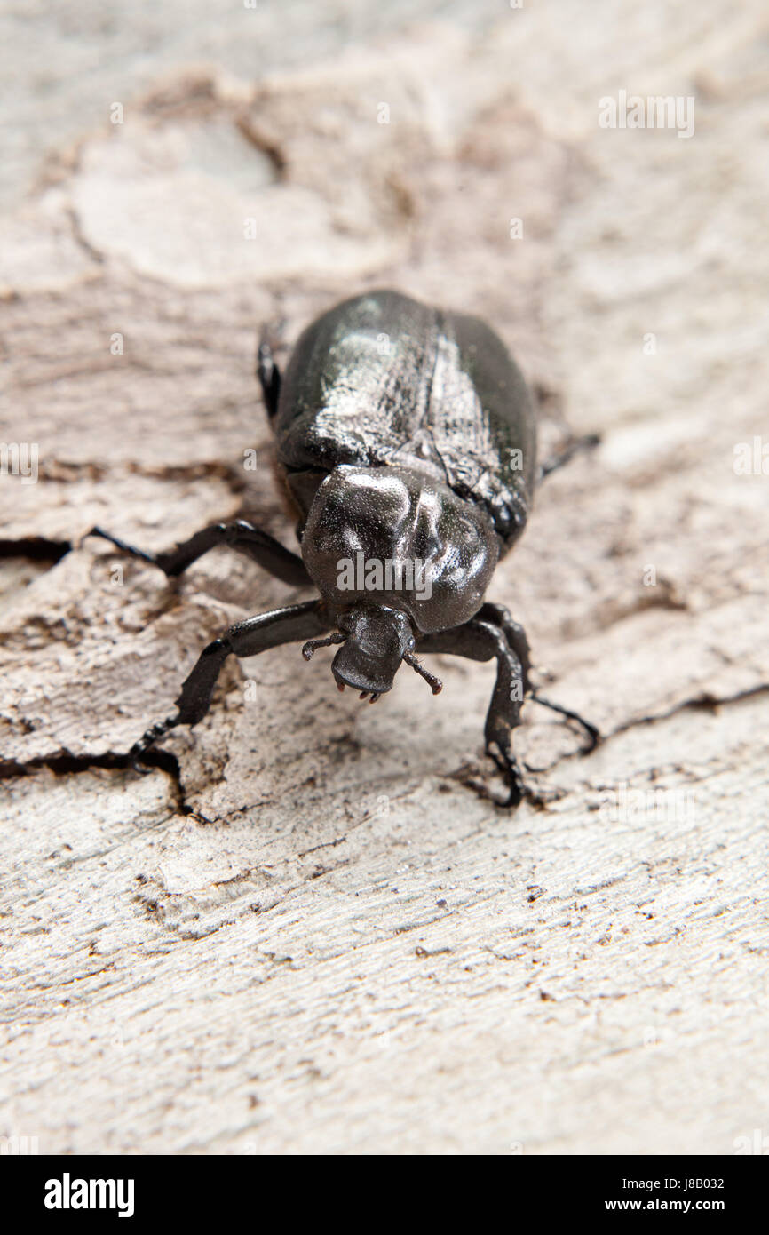 Hermit beetle osmoderma eremita hi-res stock photography and images - Alamy