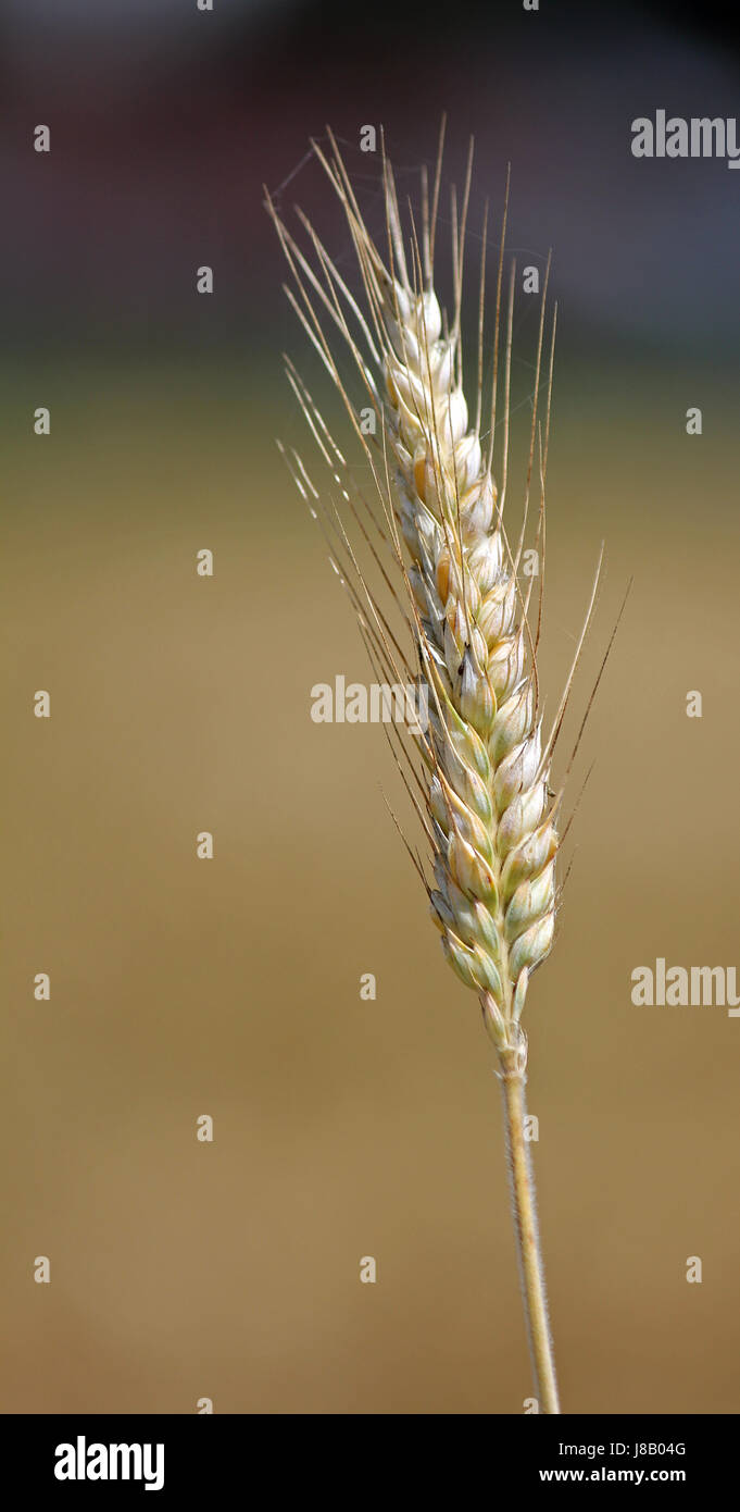 food, aliment, fodder, plant, agriculture, farming, field, grain, fruit ...