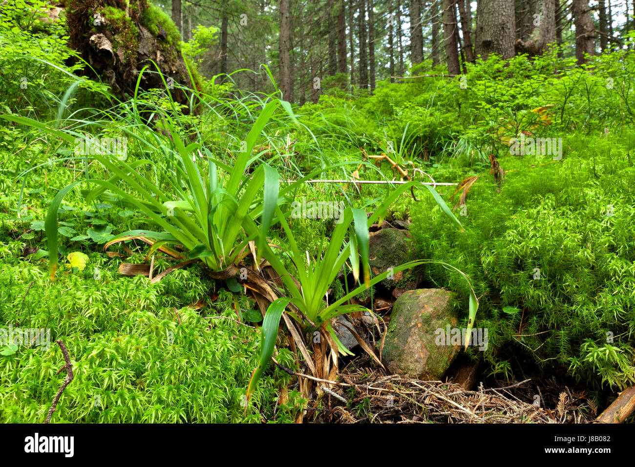 beautiful, beauteously, nice, leaf, environment, enviroment, tree ...