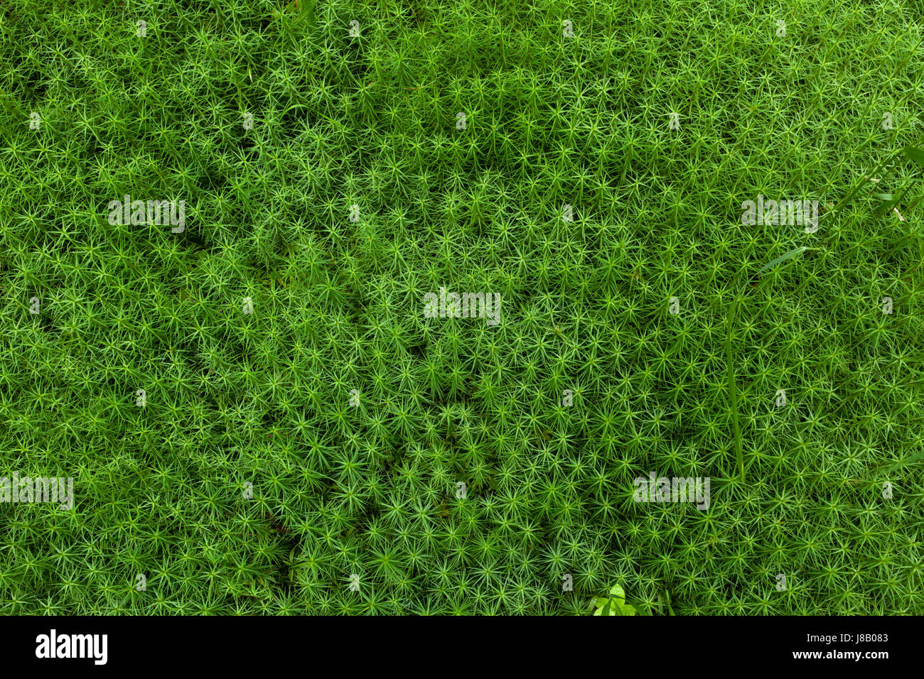 beautiful, beauteously, nice, leaf, environment, enviroment, colour ...