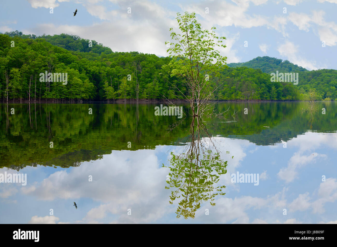 environment, enviroment, reflection, fresh water, lake, inland water ...