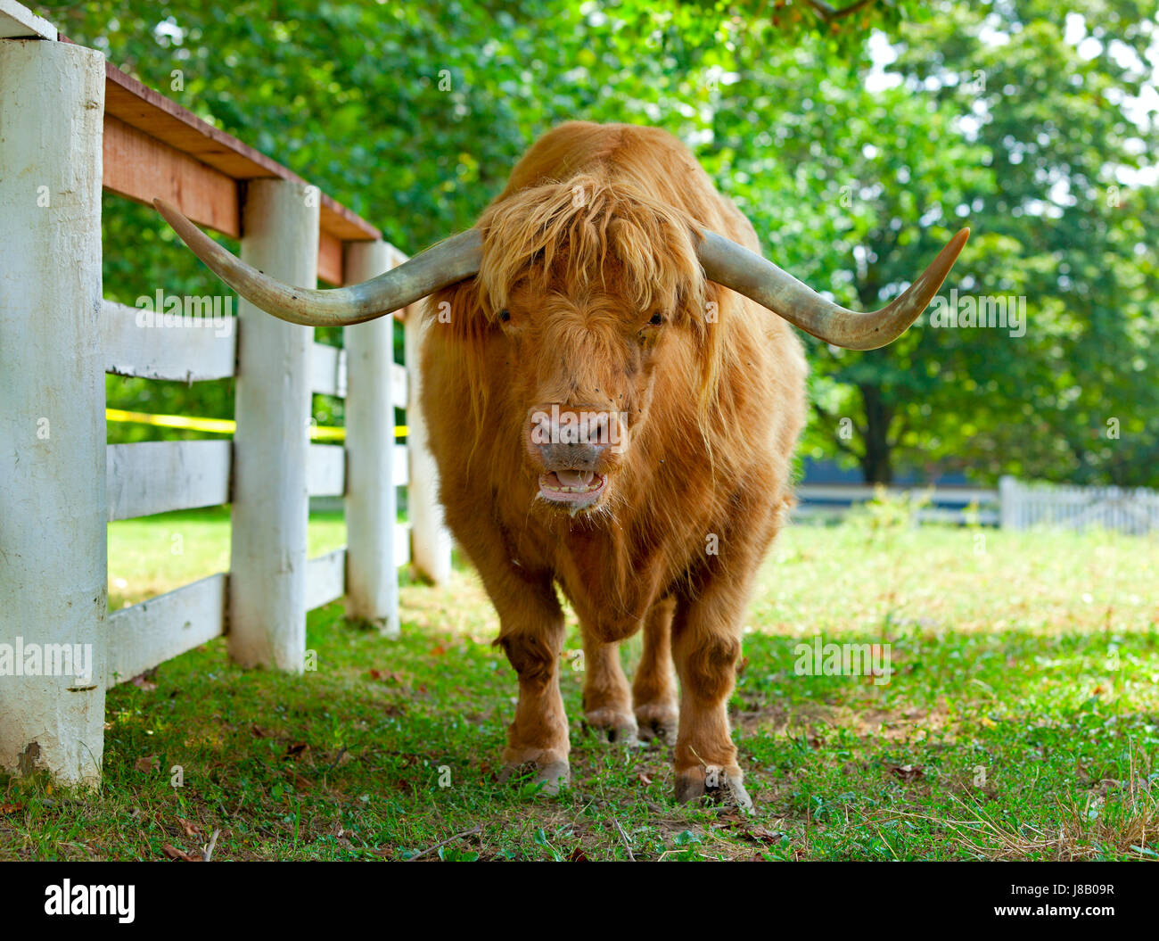 animal, bull, livestock, farm, scottish, ox, big, large, enormous ...