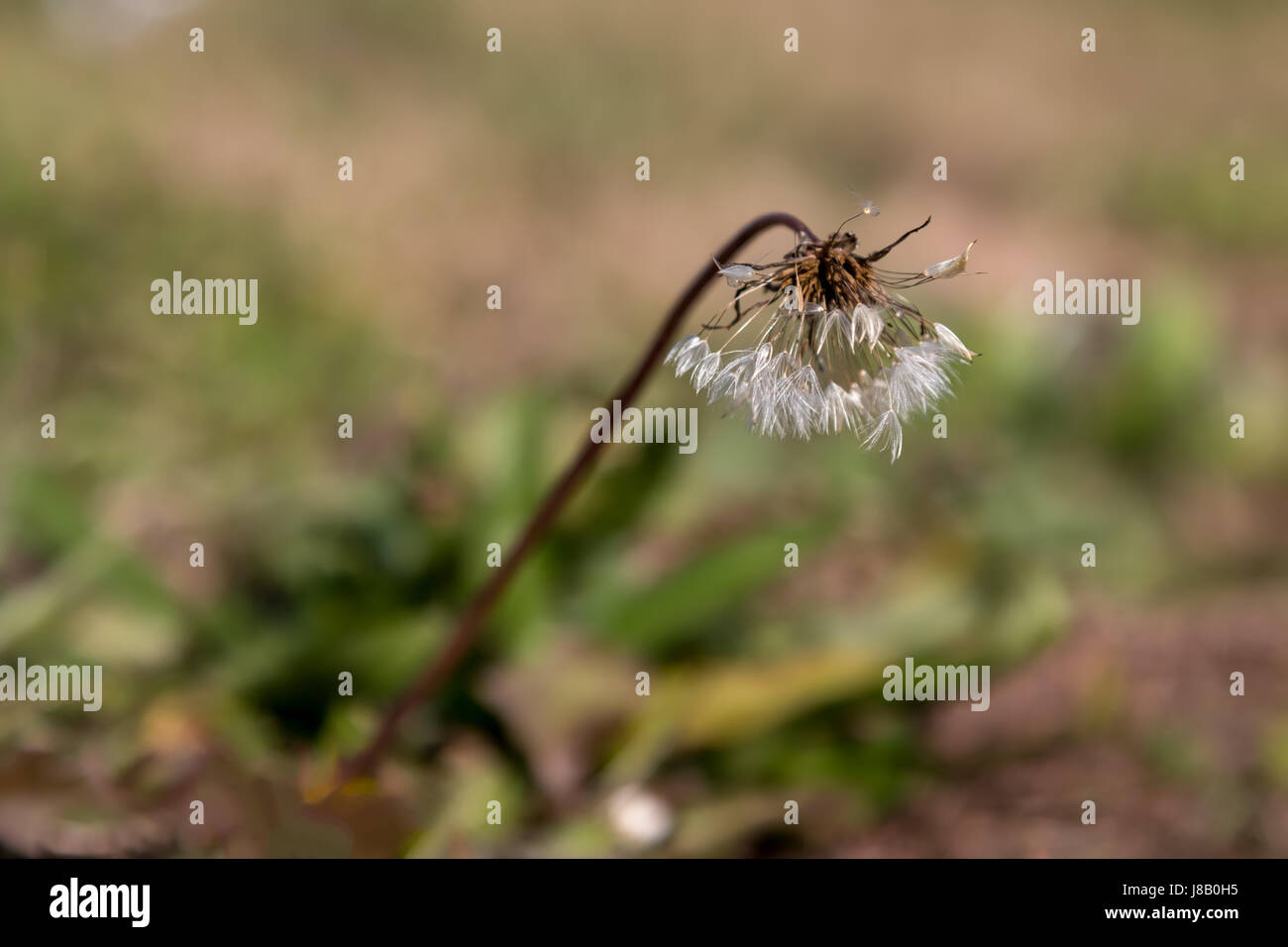 Sad dandelion hi-res stock photography and images - Alamy