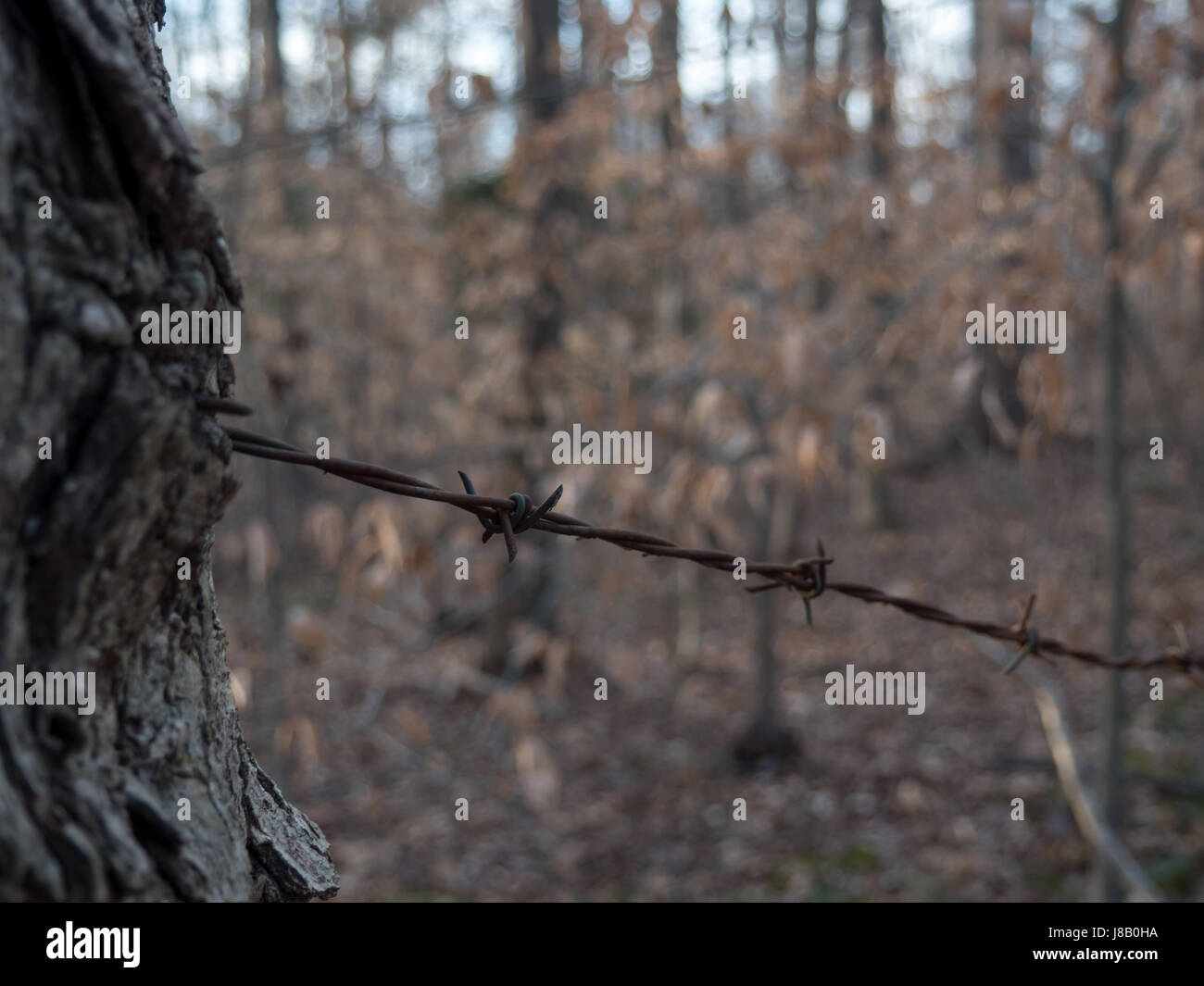 Close Up View of Rusted Barb Wire Stock Photo - Alamy