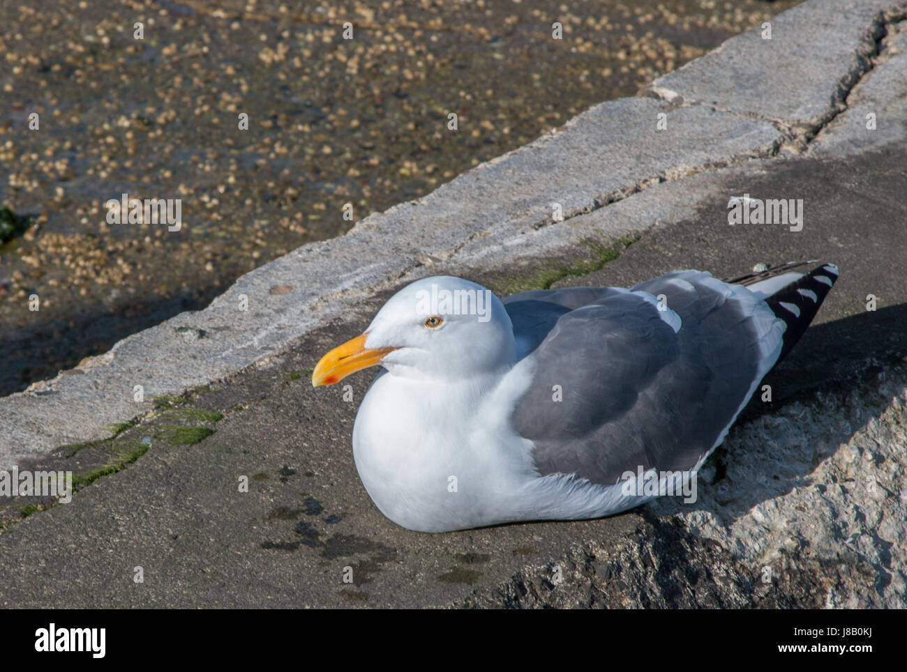 View of Seagull Sitting on Cement Bench Stock Photo - Alamy