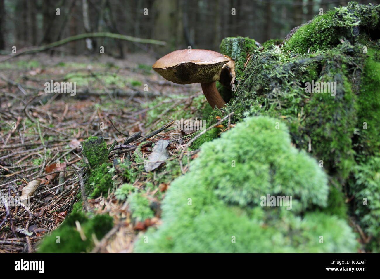 moss, snag, mushroom, fungus, chestnut, edible, radioactive, forest ...