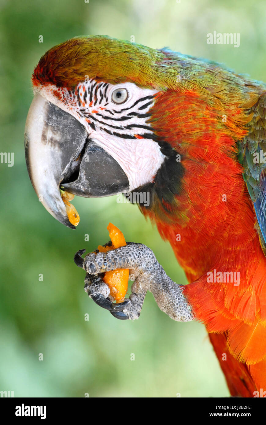 bird, portrait, beak, carrot, eating, eat, eats, parrot, profile ...