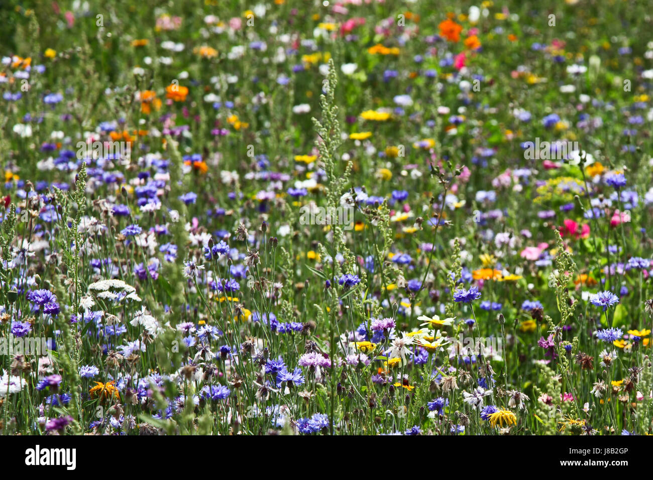 flower, plant, bloom, blossom, flourish, flourishing, wild, spring ...