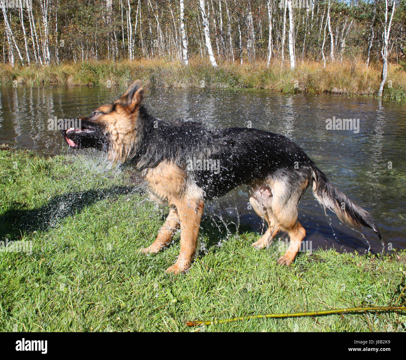 dog, german sheperd, german sheperd dog, water, swimming, swiming, swim ...