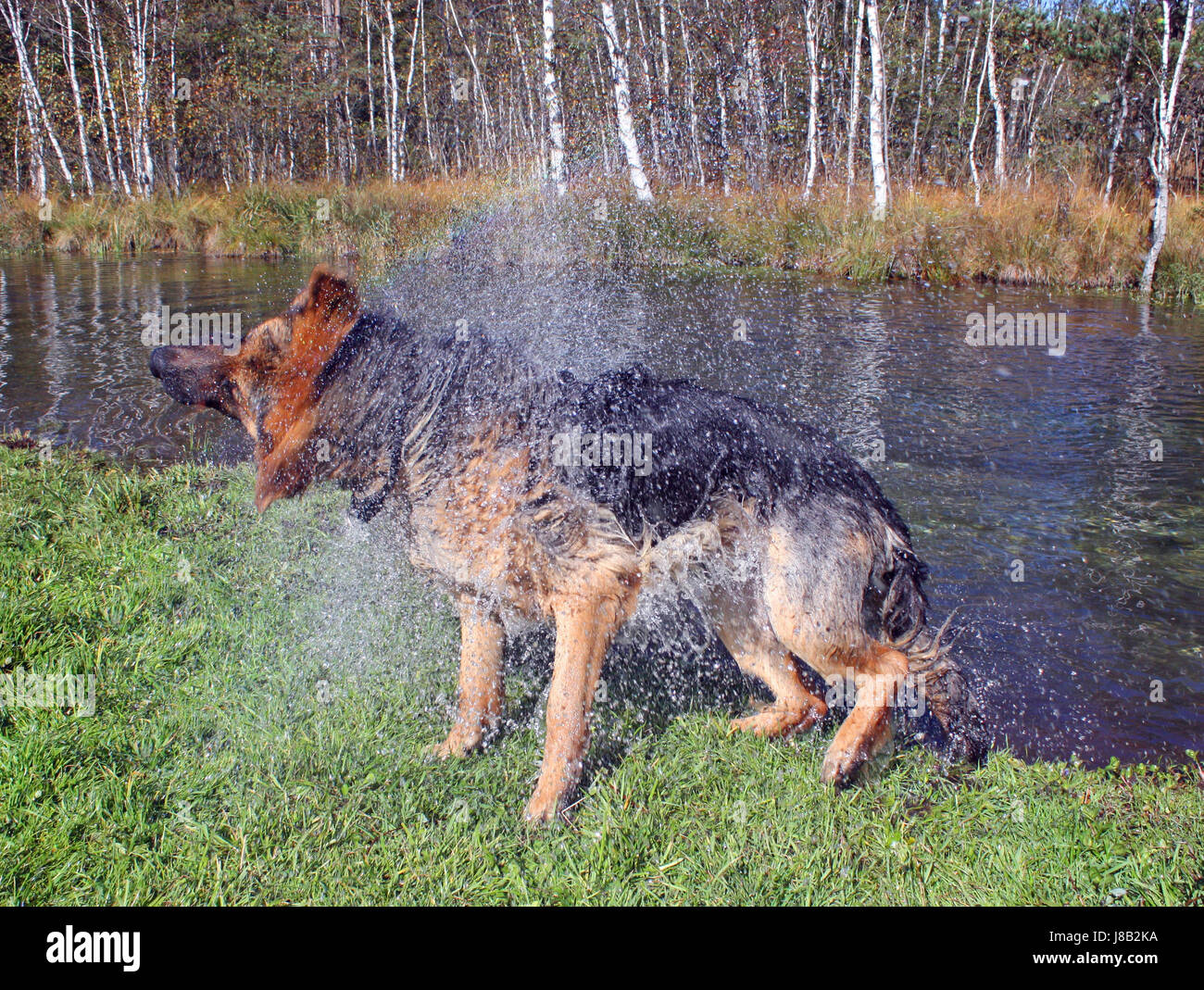 dog, german sheperd, german sheperd dog, water, swimming, swiming, swim ...