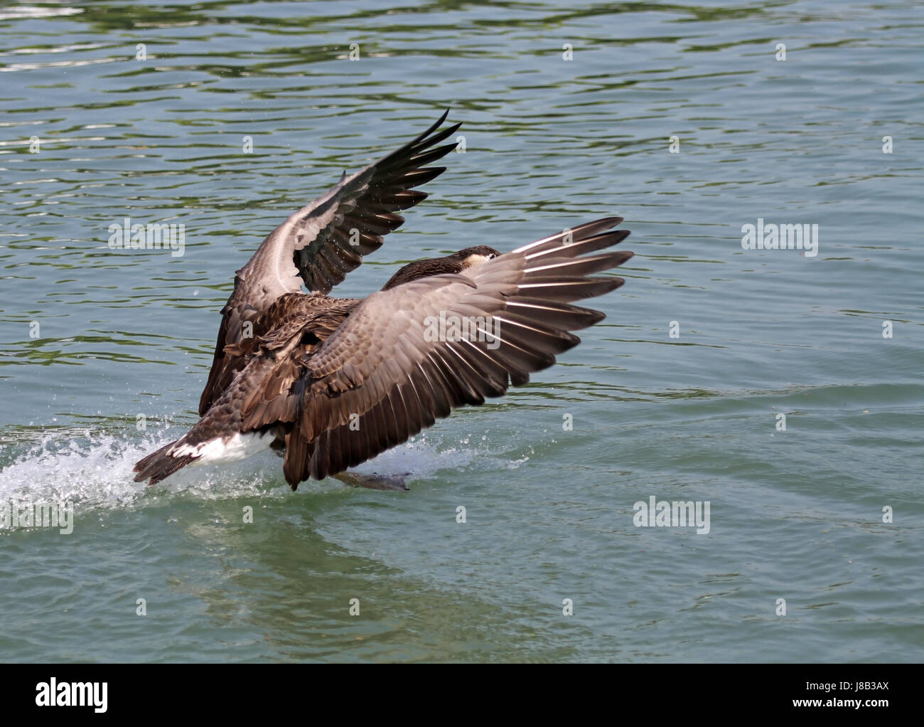 geese, goose, takeoff, start, beginning, fly, flies, flys, flying ...