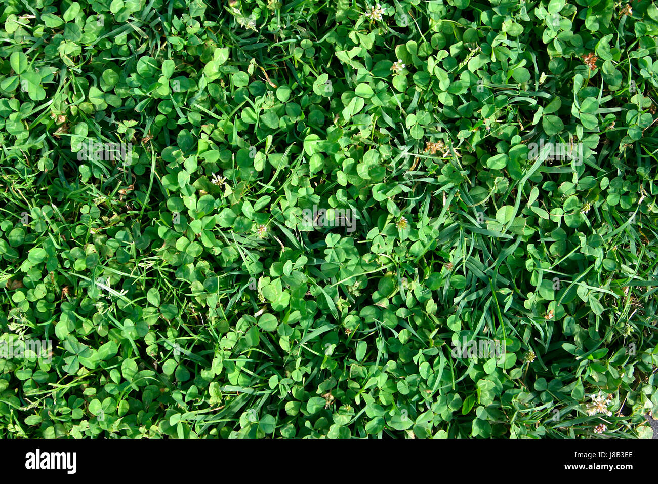 tree, garden, leaves, botany, shrub, growth, grow, photosynthesis ...