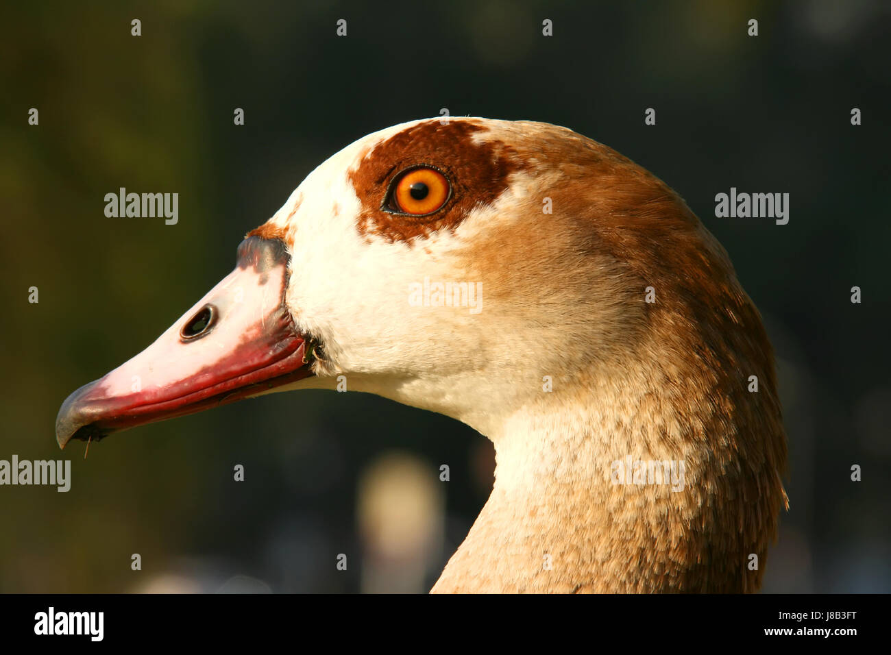 animal, bird, brown, brownish, brunette, fauna, wild, eye, organ, pupil ...