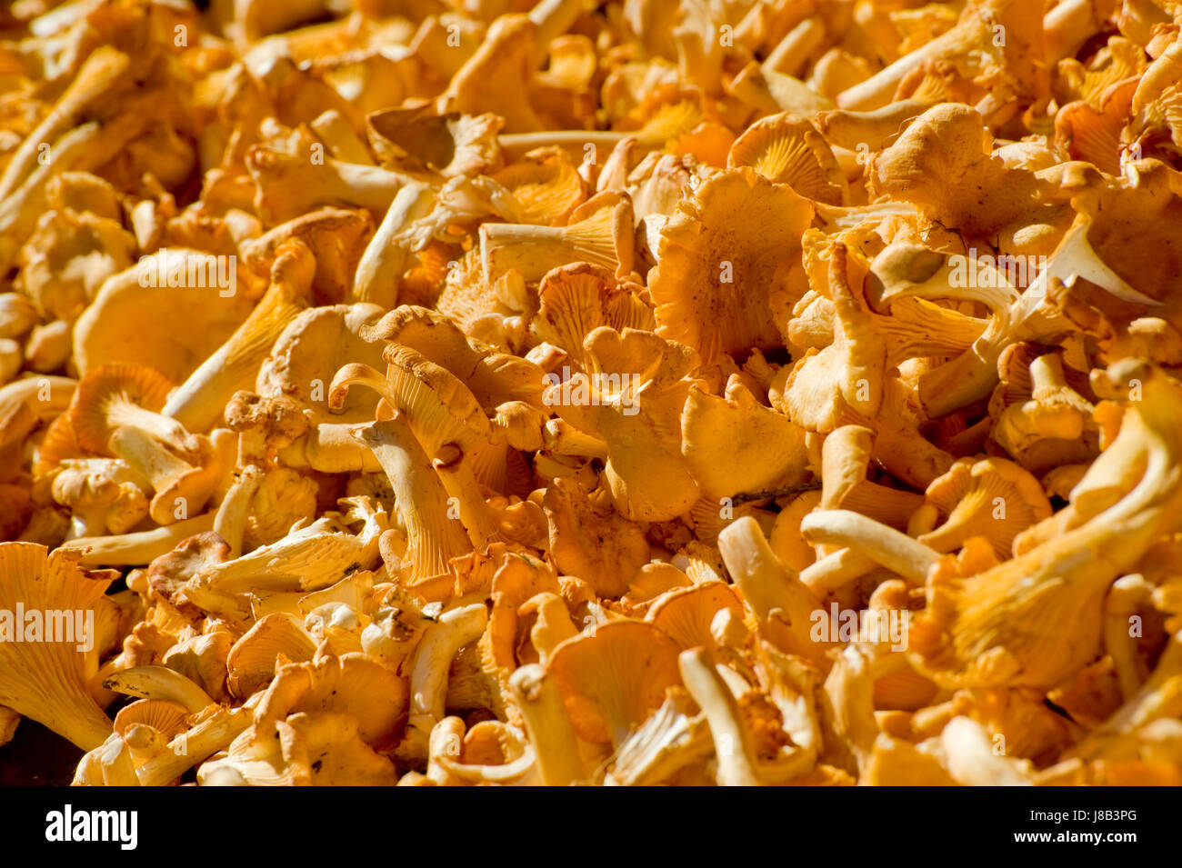 small, tiny, little, short, mushroom, fungus, backdrop, background ...