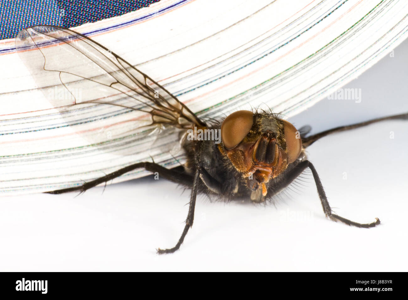 insect, fly, housefly, disturb, young, younger, newspaper, journal ...
