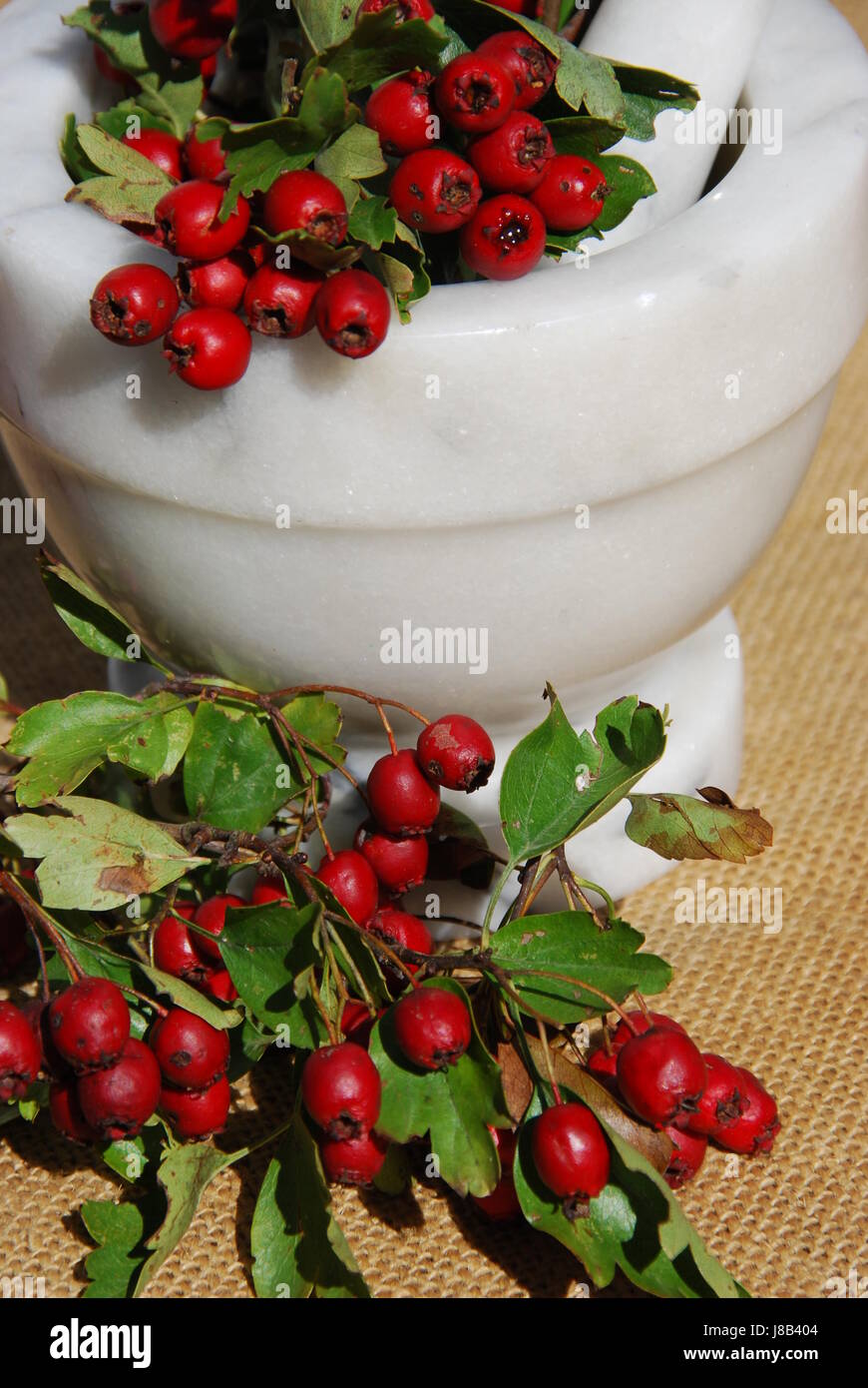 progenies, fruits, medicinal plant, health, plant, progenies, fruits ...