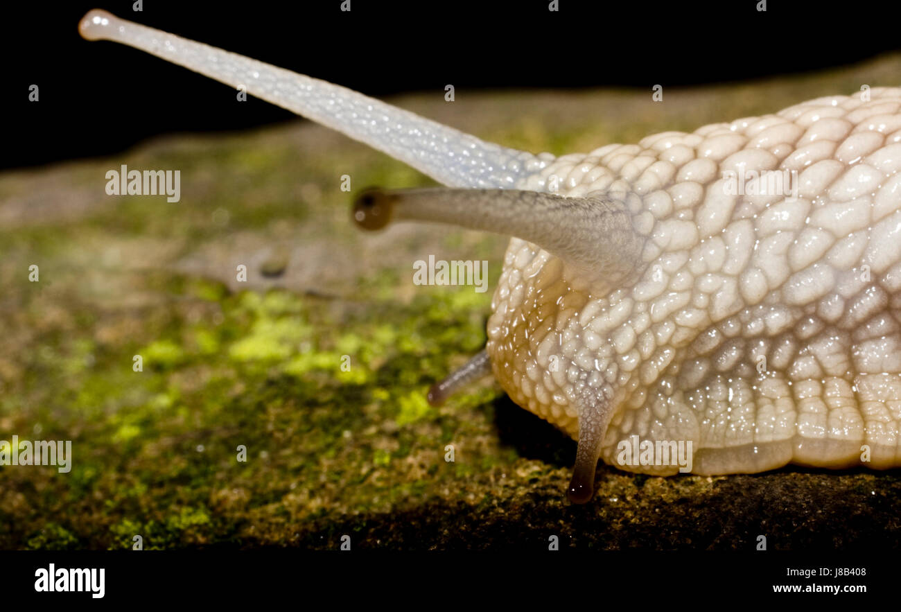 motion, postponement, moving, movement, animal, snail, slow, speed ...