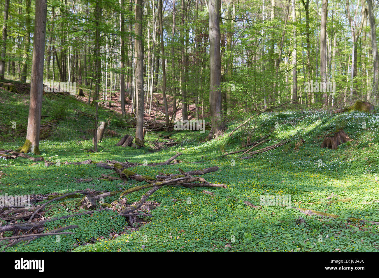 tree, green, wood, spring, outside, bush, forest, leaf, bucolic, tree ...