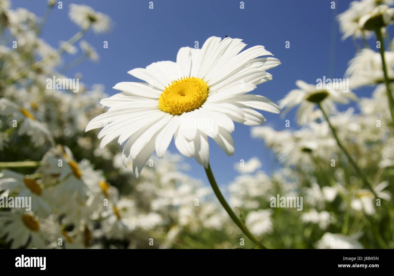 Margarite flowers hi-res stock photography and images - Alamy