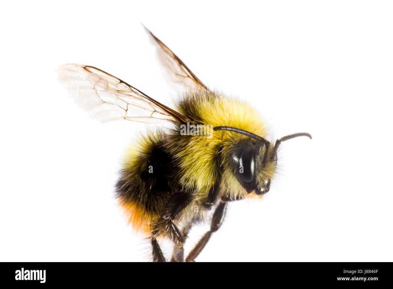 animal, insect, bumblebee, wing, bee, macro, close-up, macro admission ...