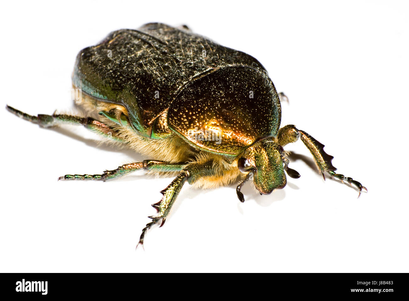 beetle, iridescent, dung beetle, macro, close-up, macro admission ...